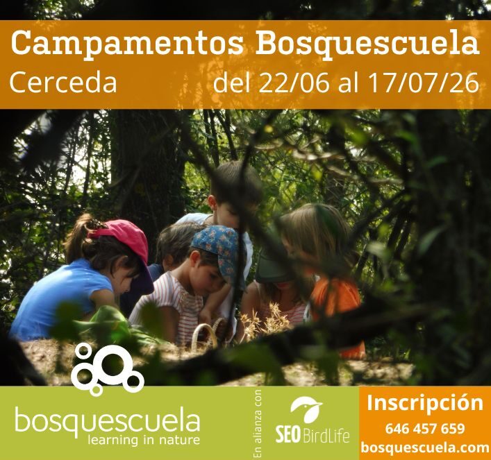 Bosquescuela abre las inscripciones para sus campamentos de verano ...